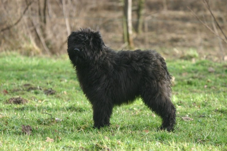 Bouvier Des Flandres Dogs Breed - Information, Temperament, Size ...