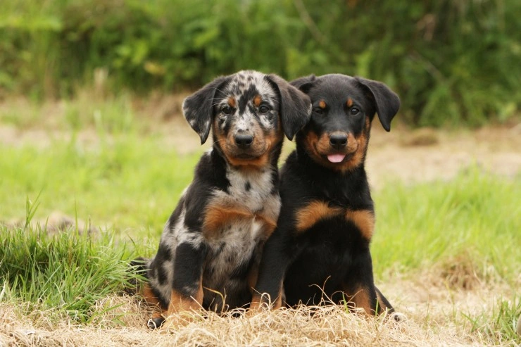 Beauceron Dogs Breed - Information, Temperament, Size & Price ...