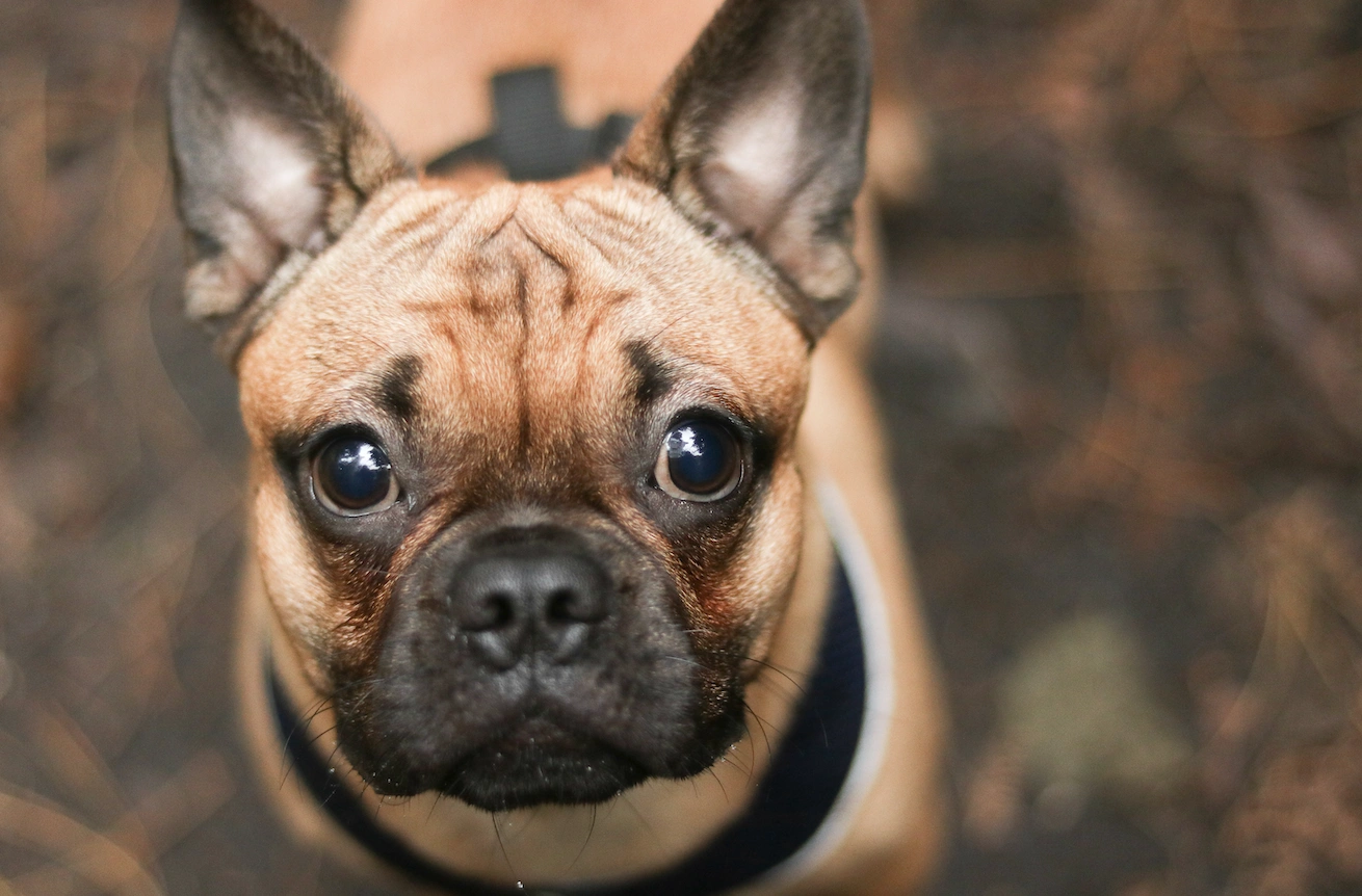 Frug Dogs Breed - Information, Temperament, Size & Price | Lancaster ...