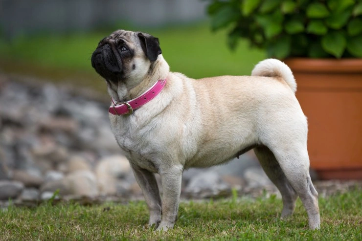 Pug Dogs Breed - Information, Temperament, Size & Price | Lancaster Puppies