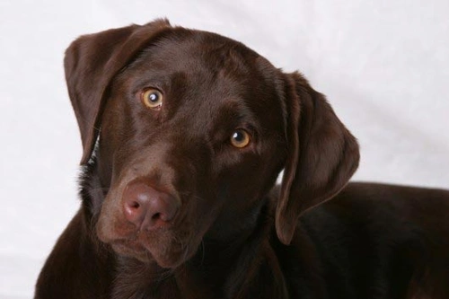 Qué es la endogamia: explicación y consecuencias en razas caninas ...