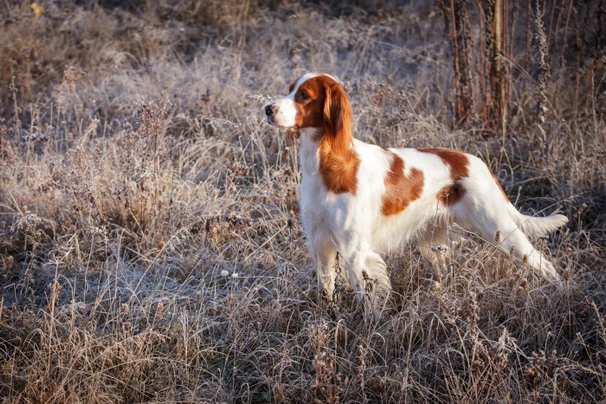 Irish Red and White Setter Dogs Breed - Information, Temperament, Size ...